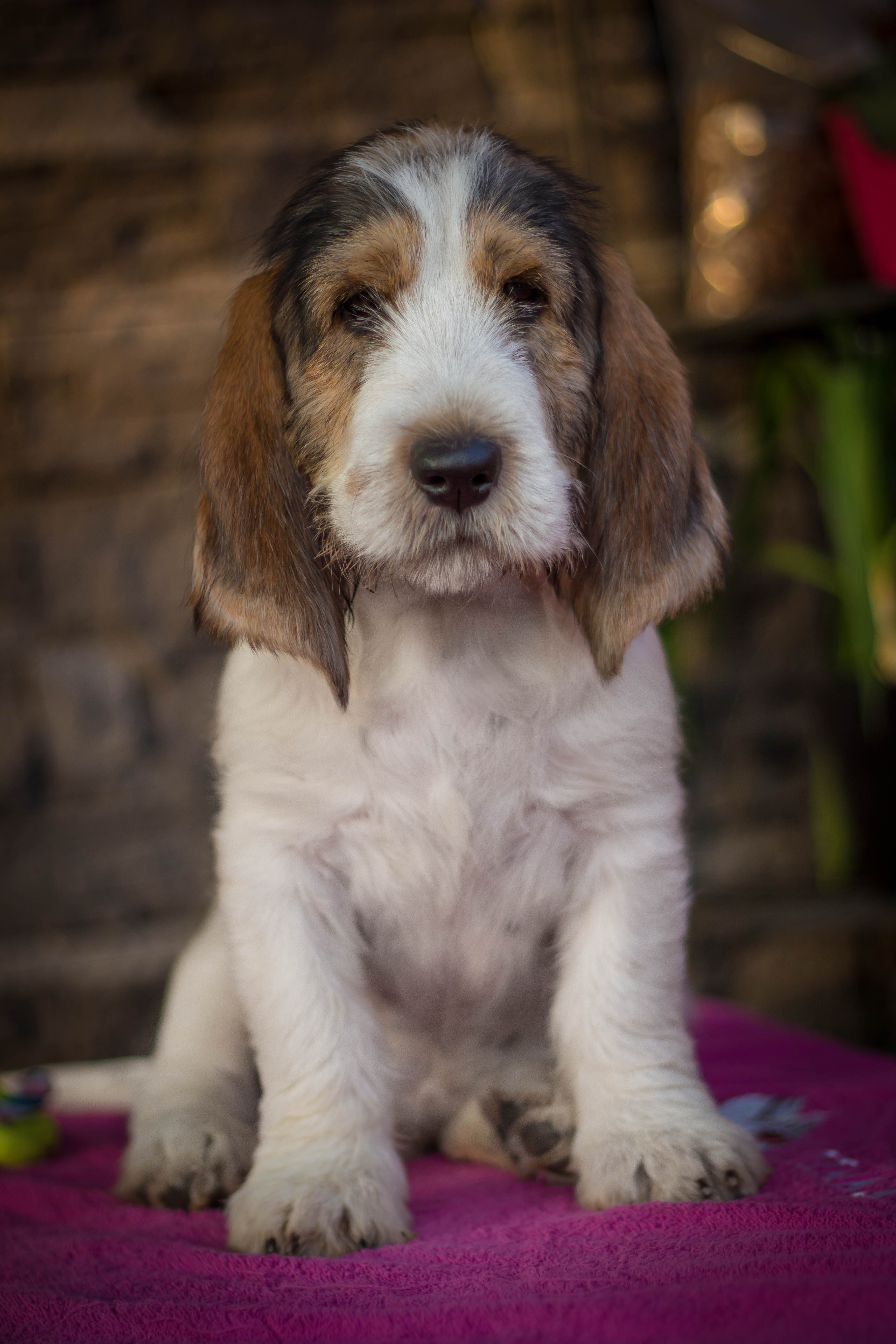YEUX RÊVEURS van de Viersenhoeve | Veľký hrubosrstý vendénsky baset ...