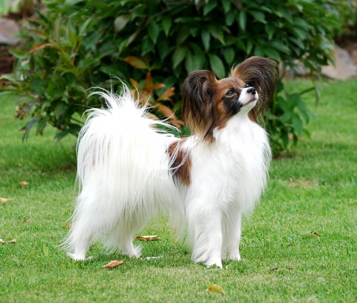 Endy Arthur Bell | Malý kontinentálny španiel Papillon | Chov. pes