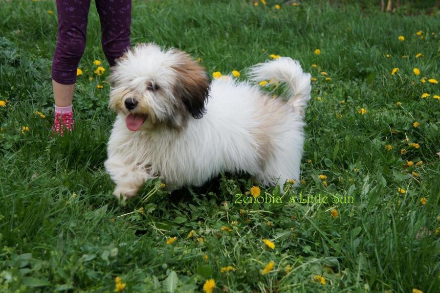 Always Happy Zenobia´s Little Sun | Bavlnka | Chov. pes