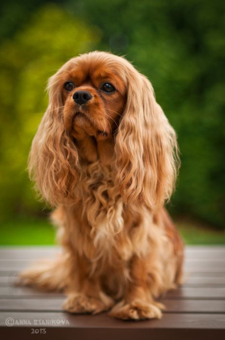 Kavalier King Charles španiel | Chovateľská stanica | Charles Garden