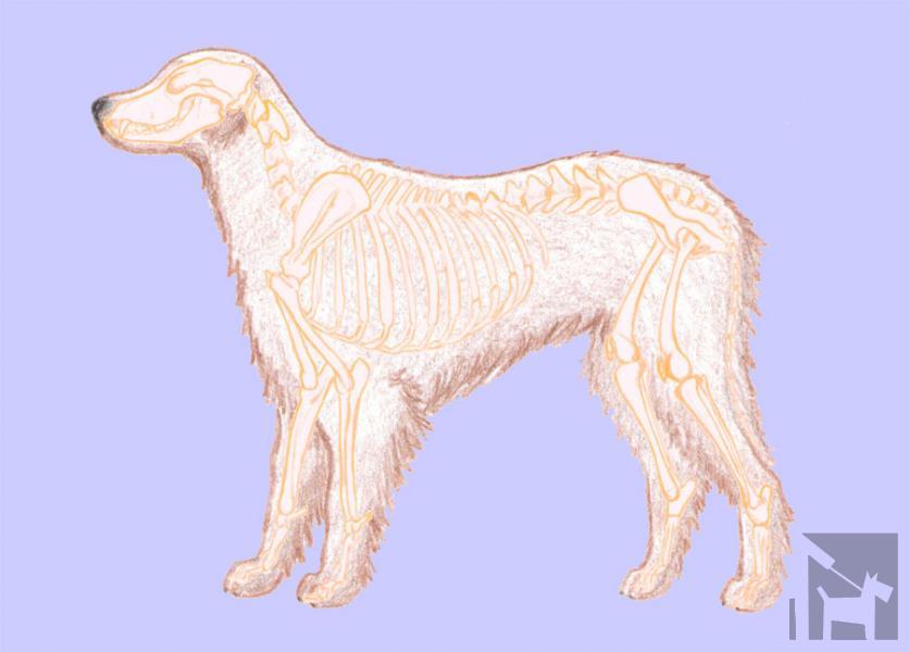 Oporná a pohybová sústava psa | psíčkar.sk