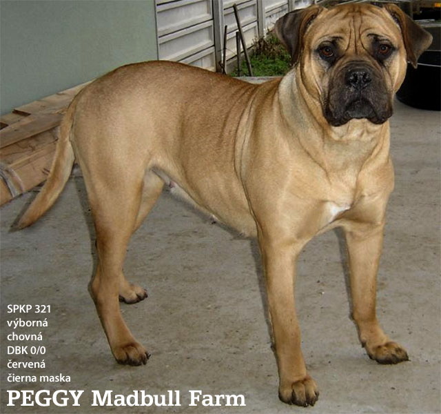 Bulmastif | Bullmastiff