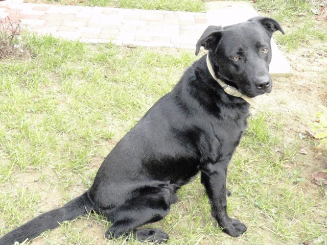 Stratil sa Labradorský retríver | TORAN | psíčkar.sk Stratil sa Labradorský retríver | TORAN | psíčkar.sk